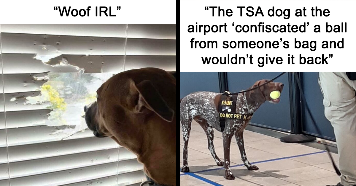 45 Hilarious Dog Posts To Put A Smile On Your Face (New Pics) | Bored Panda