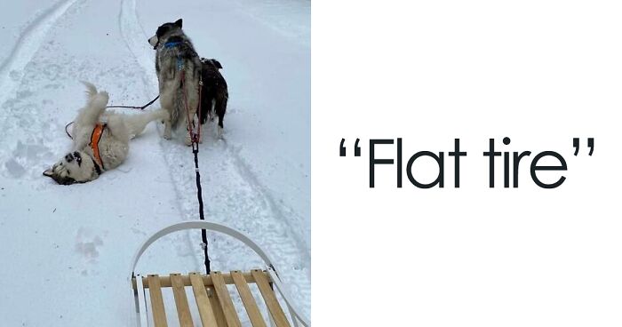 45 Hilarious Dog Posts To Put A Smile On Your Face (New Pics)