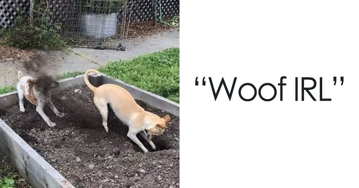 45 Hilarious Dog Posts To Put A Smile On Your Face (New Pics)