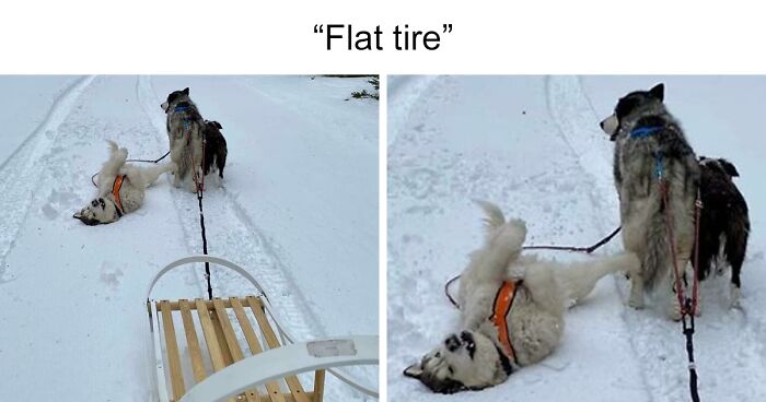 45 Hilarious Dog Posts To Put A Smile On Your Face (New Pics)