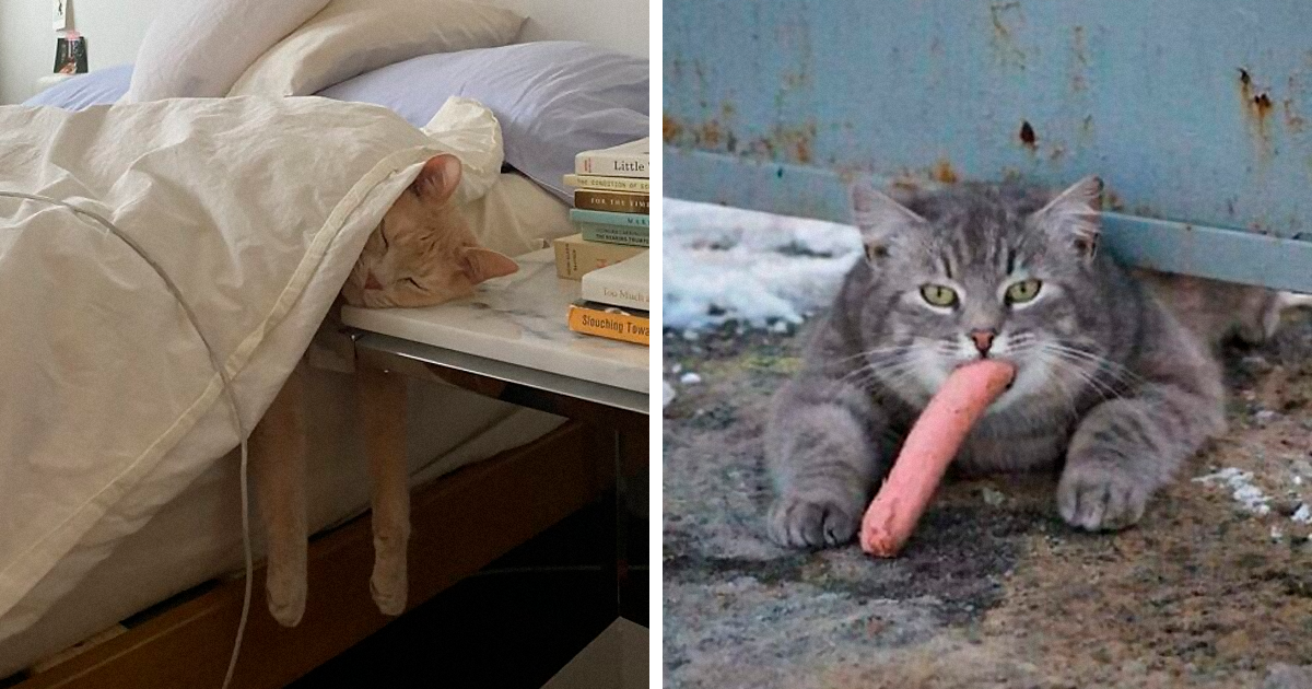 “Close Up Pictures Of Cats”: 50 Hilarious Pics Of Cats That Might Make ...