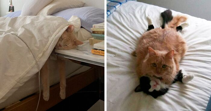 “Close Up Pictures Of Cats”: 50 Hilarious Pics Of Cats That Might Make ...