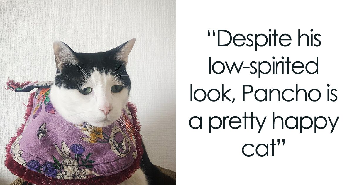 Meet Pancho, The Japanese Cat Whose Gloomy Gaze Stole The Hearts Of ...