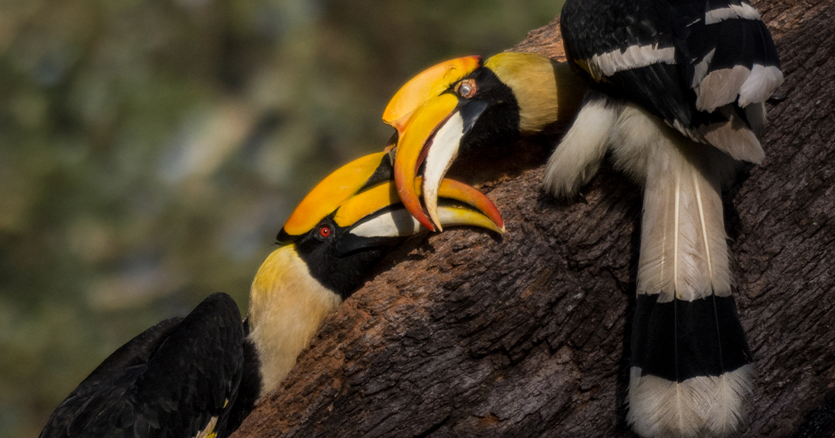 In Honor Of Valentine’s Day, I Want To Share My 17 Photos Of Animals ...