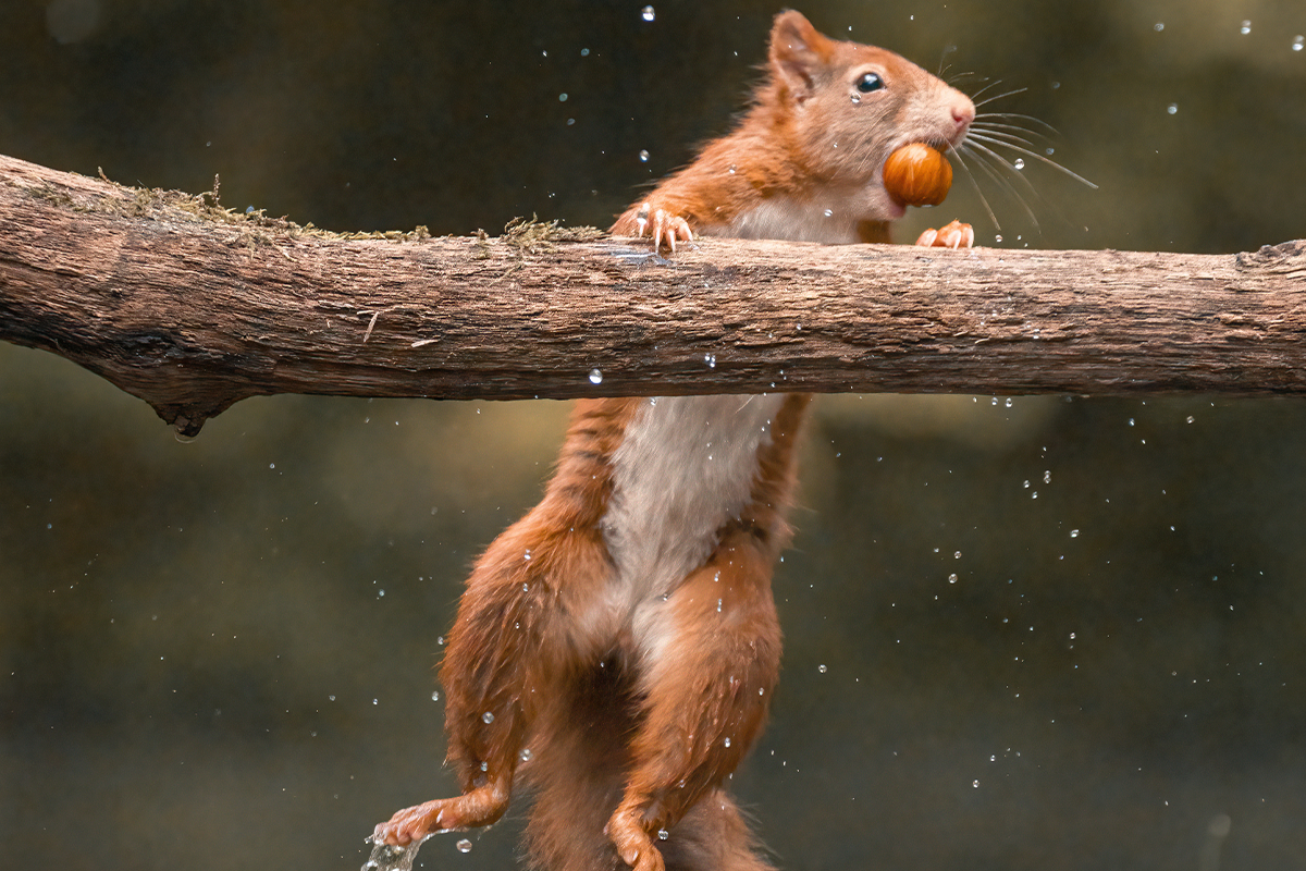 My 30 Photos That Showcase The Gymnastic Skills Of Red Squirrels | Bored Panda