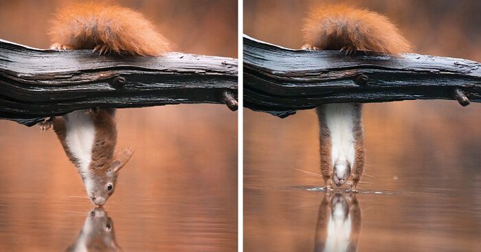 My 30 Photos That Showcase The Gymnastic Skills Of Red Squirrels | Bored Panda