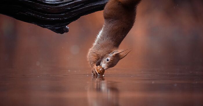 My 30 Photos That Showcase The Gymnastic Skills Of Red Squirrels ...