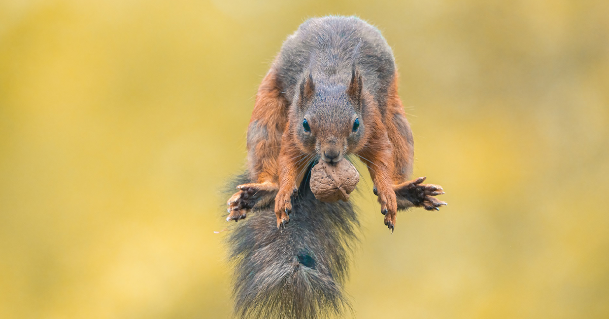 My 36 Photos That Showcase The Gymnastic Skills Of Red Squirrels ...