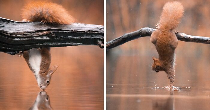 My 30 Photos That Showcase The Gymnastic Skills Of Red Squirrels | Bored Panda