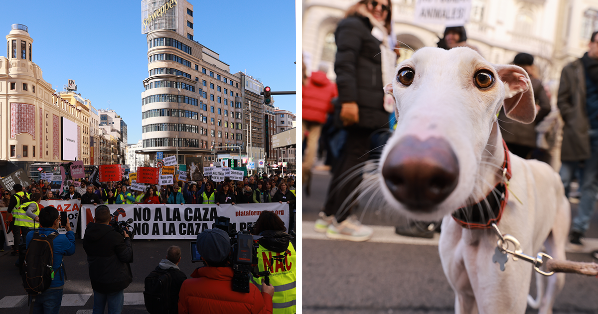 I Photographed Thousands Of People Protesting Against Animal Rights ...