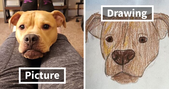 31 Hilarious Drawings Of People’s Pets Made By The Staff And Volunteers ...