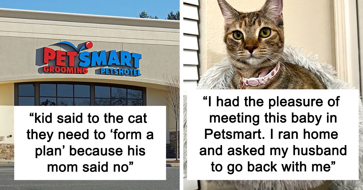Wholesome Story Of A Boy Whispering His Address To A Cat At The Pet ...