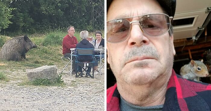 50 Wild Animal Encounters That Took People By Surprise