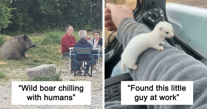 50 Wild Animal Encounters That Took People By Surprise