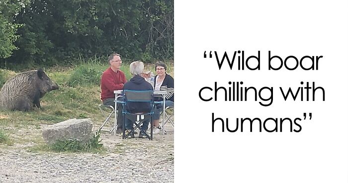 50 Wild Animal Encounters That Took People By Surprise