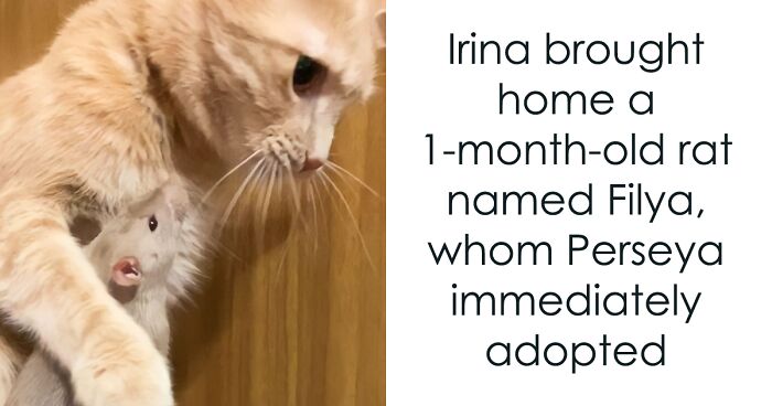 The Most Unlikely Friendship Formed Between This Cat And A Rat, Who Now ...