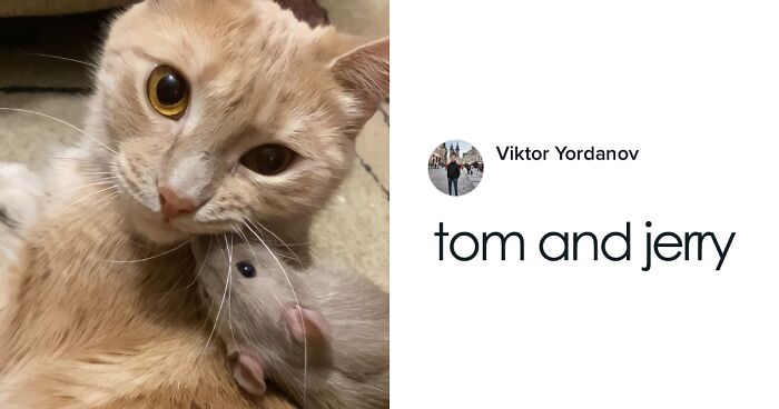 The Most Unlikely Friendship Formed Between This Cat And A Rat, Who Now ...