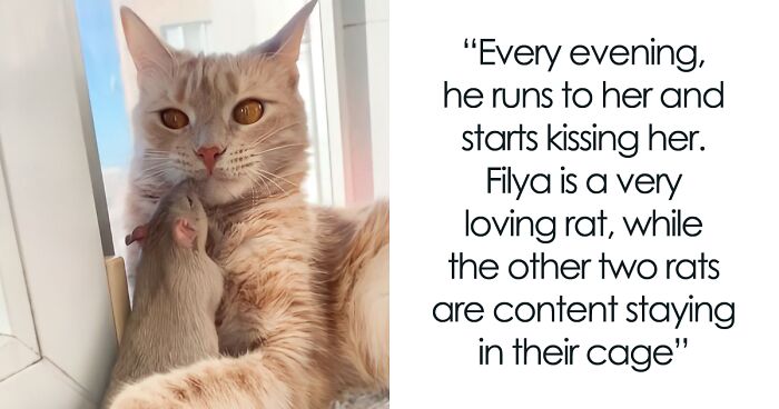 The Most Unlikely Friendship Formed Between This Cat And A Rat, Who Now ...