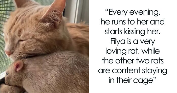 The Most Unlikely Friendship Formed Between This Cat And A Rat, Who Now Share An Inseparable ...