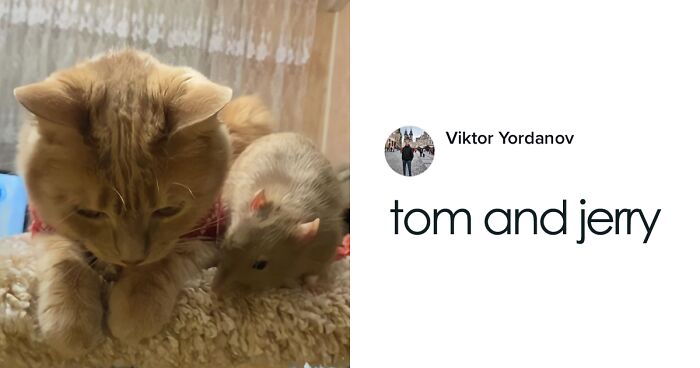 The Most Unlikely Friendship Formed Between This Cat And A Rat, Who Now ...