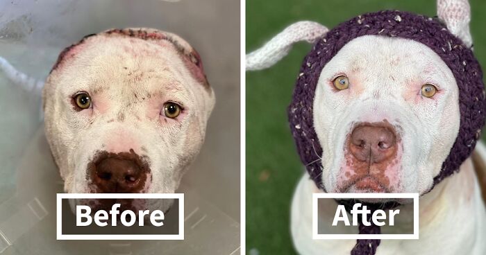 This Dog’s New Crocheted Ears Gained Him Attention Online That Sped Up ...