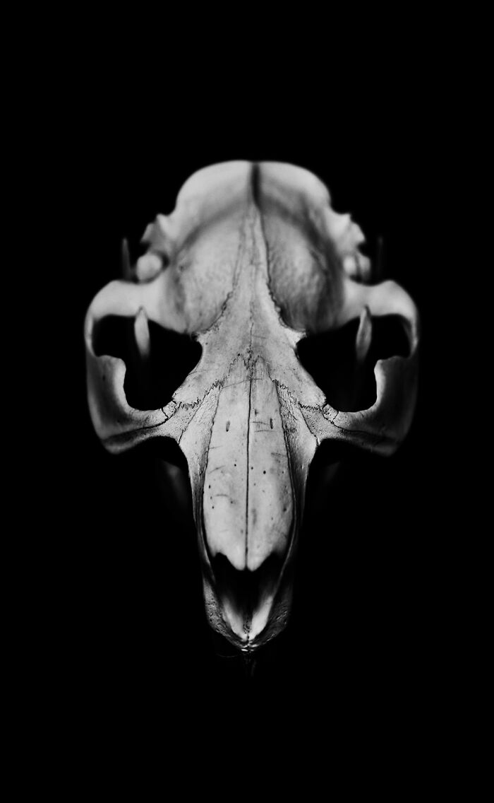 I Photographed Animal Skulls (8 Pics) | Bored Panda
