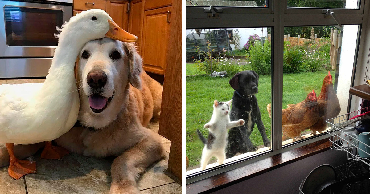 Animal39s Best Friends Unbelievable Animals Friendship Iconic Duos: