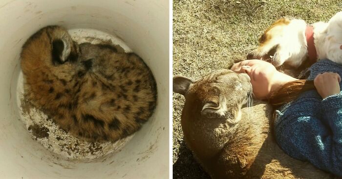 Heartwarming Story Of Blind Puma Rescued By Woman At Pumakawa Reserve ...