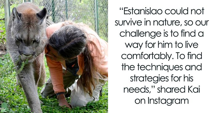 Heartwarming Story Of Blind Puma Rescued By Woman At Pumakawa Reserve ...