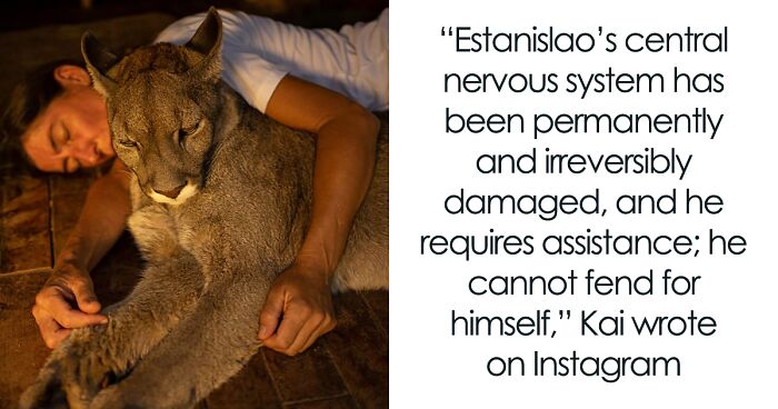 Heartwarming Story Of Blind Puma Rescued By Woman At Pumakawa Reserve ...