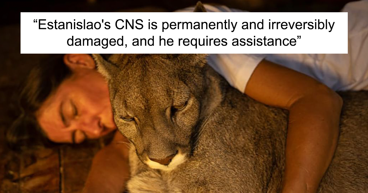 Heartwarming Story Of Blind Puma Rescued By Woman At Pumakawa Reserve ...