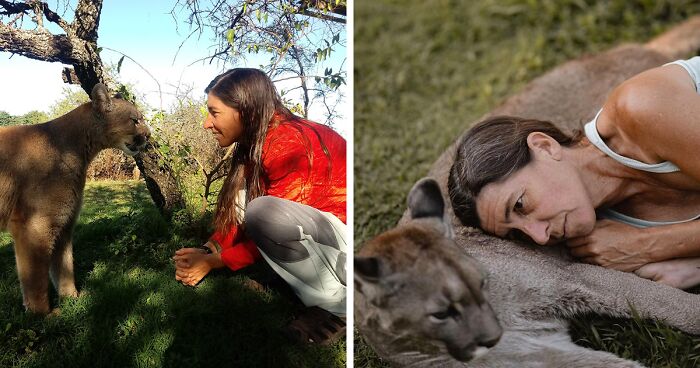 Heartwarming Story Of Blind Puma Rescued By Woman At Pumakawa Reserve ...