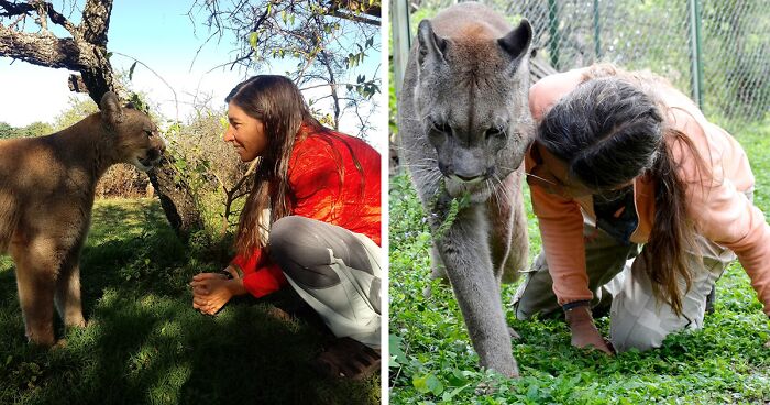 Heartwarming Story Of Blind Puma Rescued By Woman At Pumakawa Reserve ...