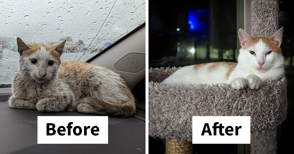 30 Before And After Pics Of Rescue Cats That Have Flourished Since ...