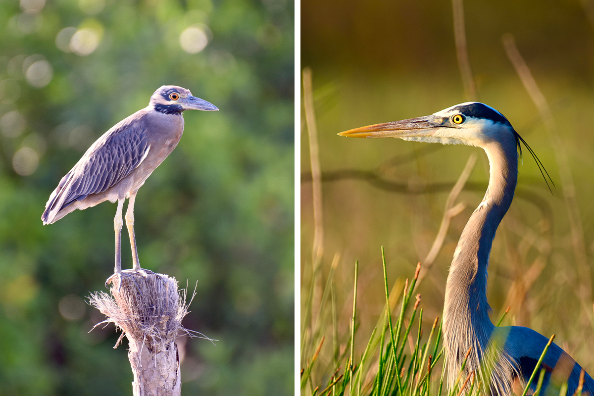 Capturing The Avian Wonders Of Belize: 31 Photos From My Trip | Bored Panda