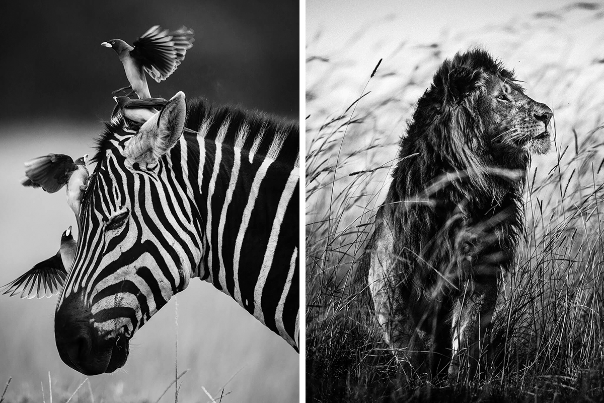 All About Photo Is Pleased To Present “Africa” By Laurent Baheux (20 ...