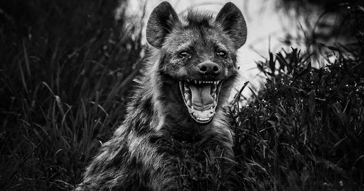 Black And White Hyena
