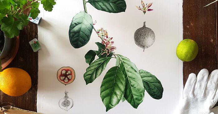 My Botanical Watercolor Illustrations Focus On Plants I Grow In My Own ...