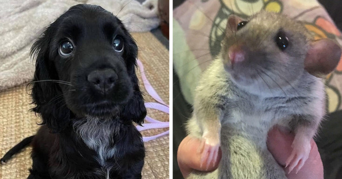 50 Times People Caught Adorable Animals Flashing Their “Disney Eyes ...