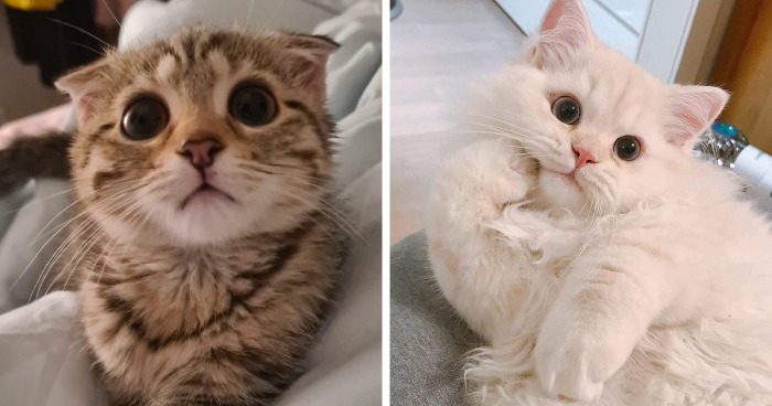 50 Times People Caught Adorable Animals Flashing Their “Disney Eyes ...