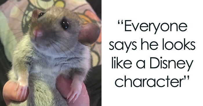 50 Times People Caught Adorable Animals Flashing Their “Disney Eyes ...