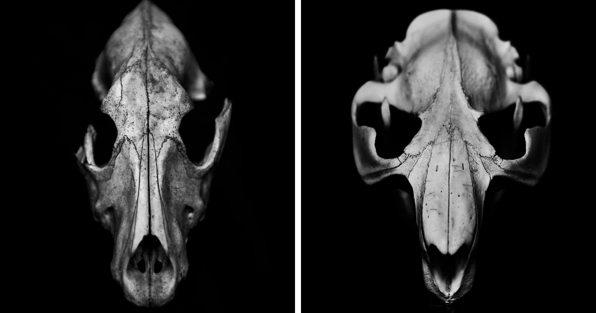 I Photographed Animal Skulls (8 Pics) | Bored Panda