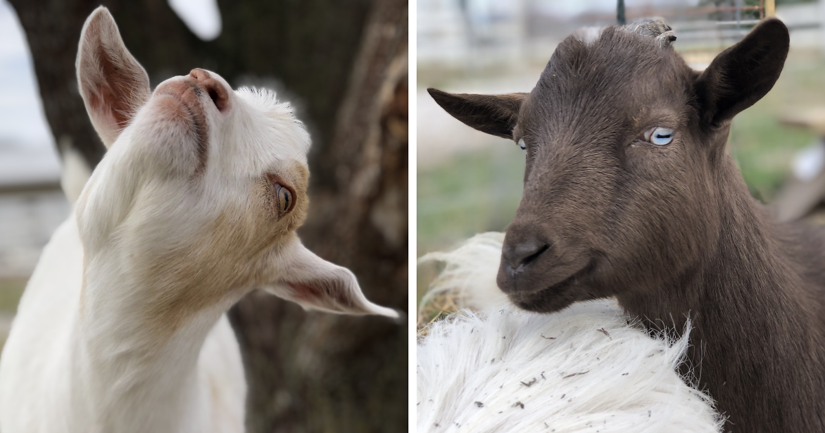 I Took Pictures Of My Mini Goats, And These Are 19 Of The Best Ones ...