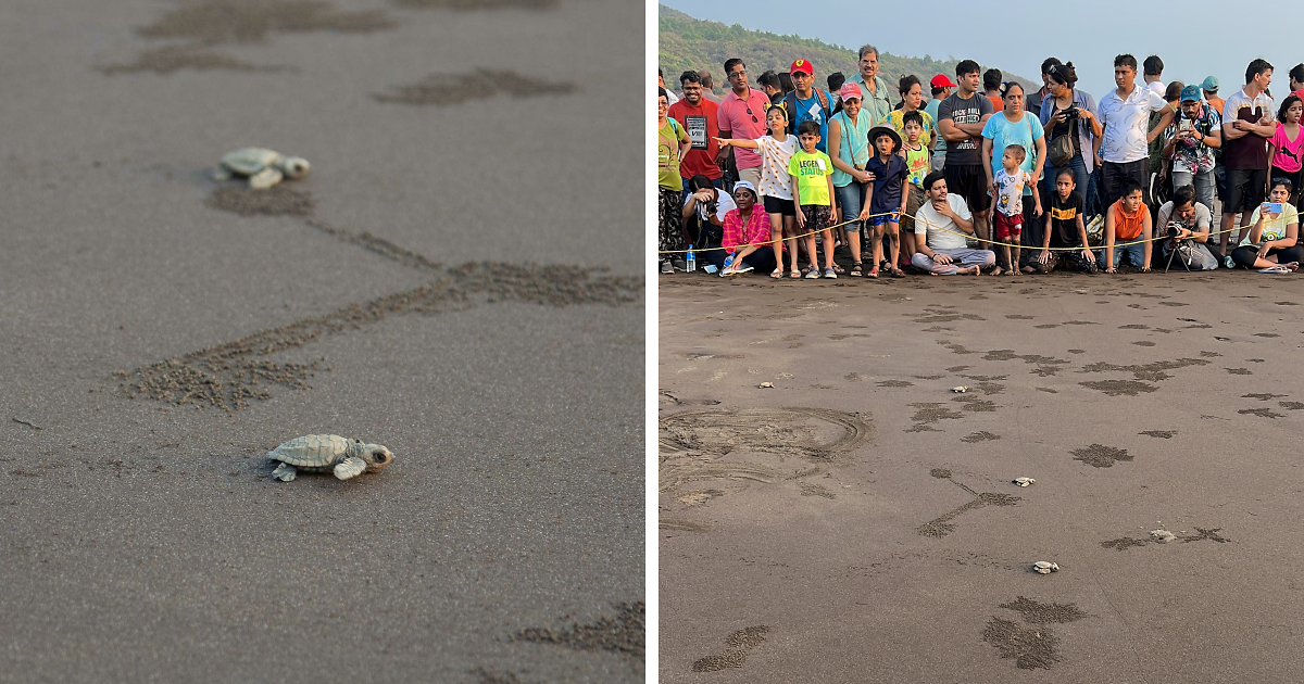 I Captured Olive Ridley Sea Turtle Taking First Step And Swim (4 Pics ...