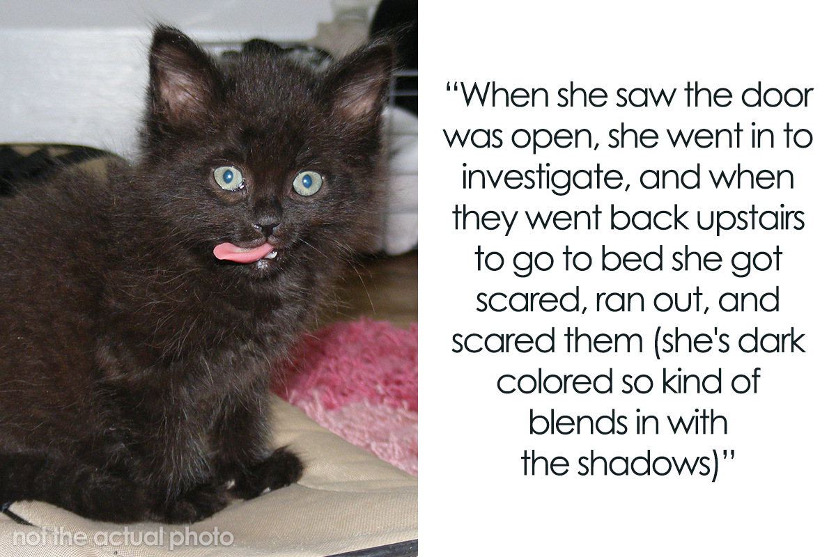 Brother And SIL Come To Visit But Are Upset The Homeowner’s Cat Is Free ...