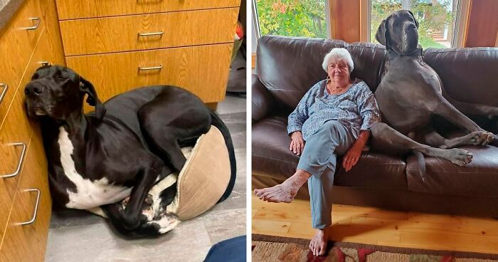 50 Funny Pics Of Great Danes With No Regard For Their Size (New Pics ...