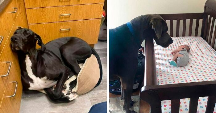 50 Funny Pics Of Great Danes With No Regard For Their Size (New Pics ...