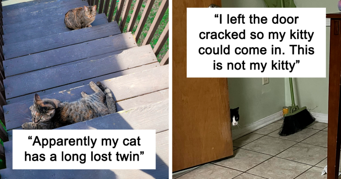 People Are Sharing Photos Of Their Best ‘My House, Not My Cat ...