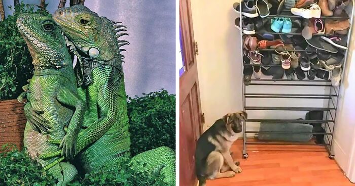 50 Times People Spotted Animals Doing Their Usual Stuff And Just Had To ...