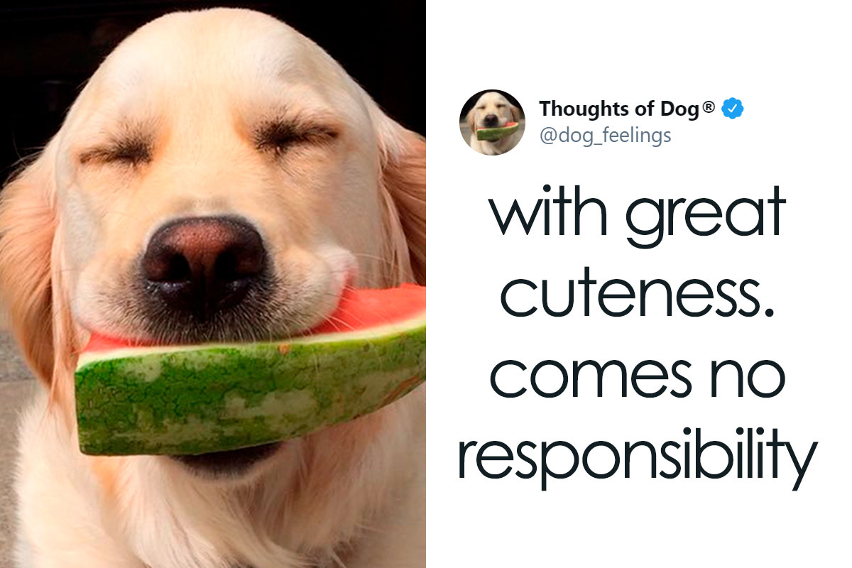 40 Of The Most Hilarious And Wholesome Dog Thoughts, As Shared By This ...